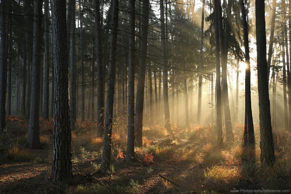 Nature and Wildlife Photography | Photography Reference