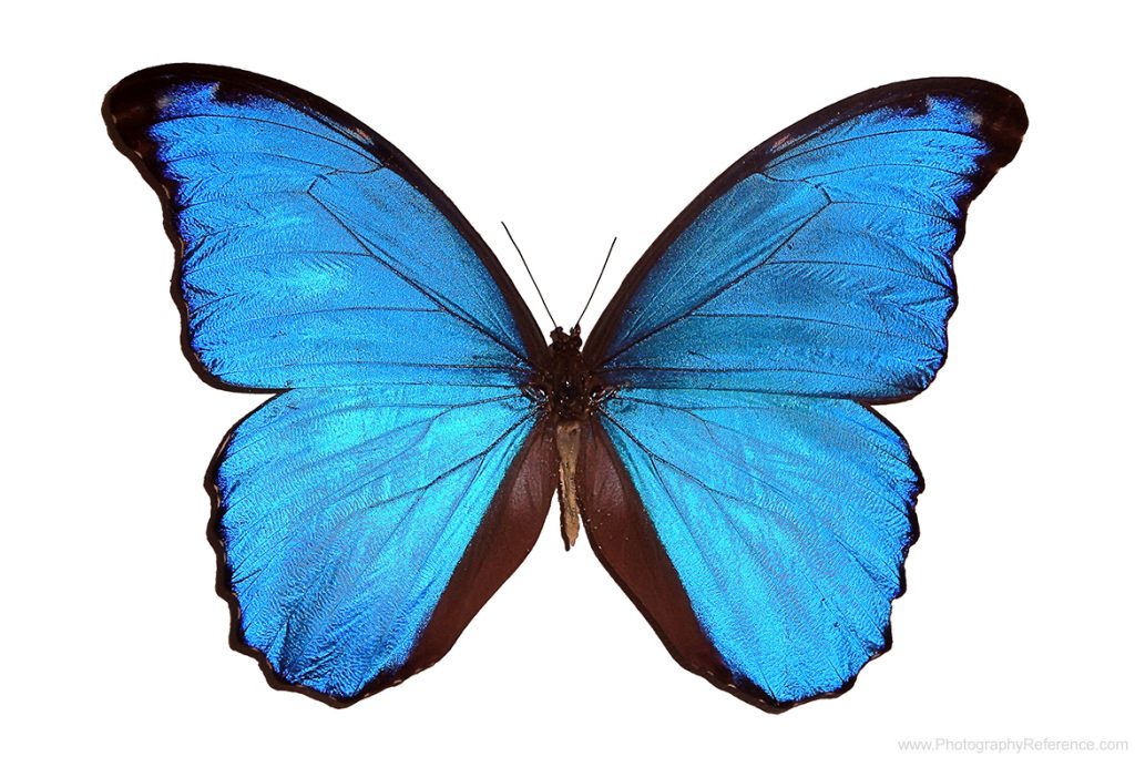 Scientific Photography | Photography Reference