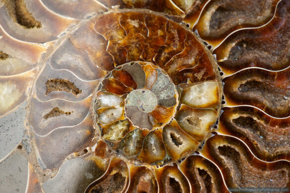 Photomicrography | Photography Reference